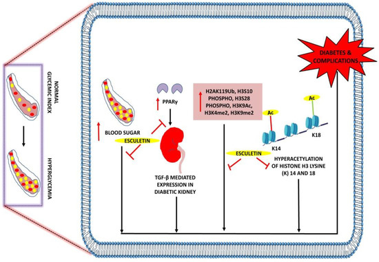 Pharmacological and Therapeutic Applications of Esculetin