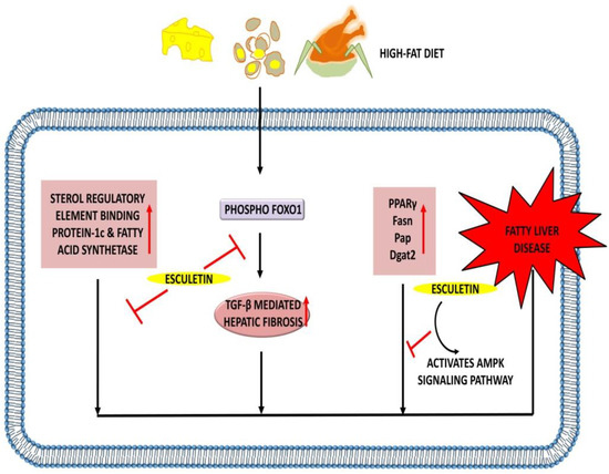 Pharmacological and Therapeutic Applications of Esculetin