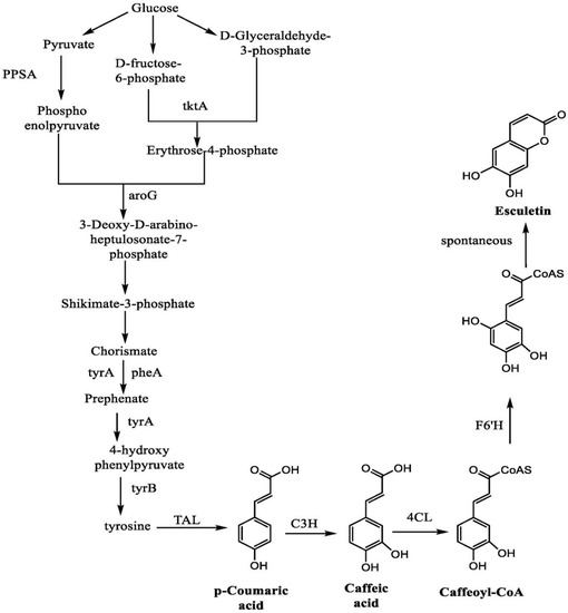 Pharmacological and Therapeutic Applications of Esculetin