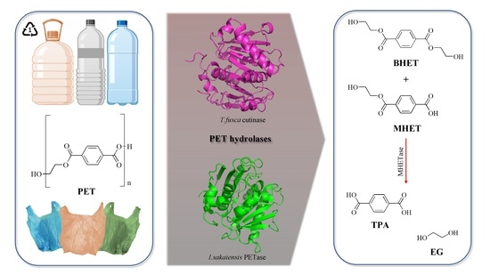 IJMS | Free Full-Text | An Overview into Polyethylene Terephthalate (PET) Hydrolases and Efforts ...
