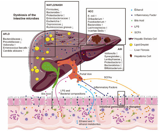 Role of Intestinal Microbes in Chronic Liver Diseases