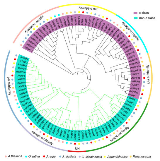 Comprehensive Identification and Analyses of the GRF Gene Family in the ...
