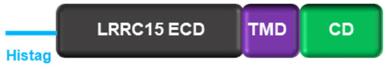 Development of Anti-LRRC15 Small Fragments for Imaging Purposes Using a ...