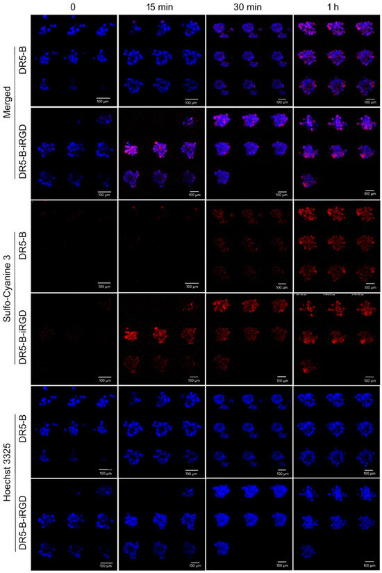 DR5-Selective TRAIL Variant DR5-B Functionalized with Tumor-Penetrating ...