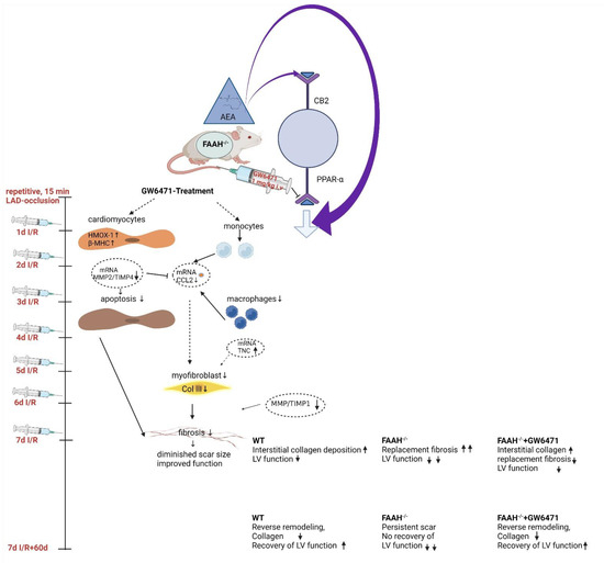 Fatty Acid Amide Hydrolase Deficiency Is Associated with Deleterious ...