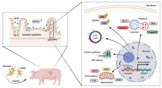 Analysis of RIOK2 Functions in Mediating the Toxic Effects of ...