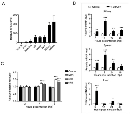 A Non-Canonical Teleost NK-Lysin: Antimicrobial Activity via Multiple Mechanisms