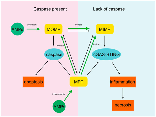 Antimicrobial Peptides Mediate Apoptosis by Changing Mitochondrial ...
