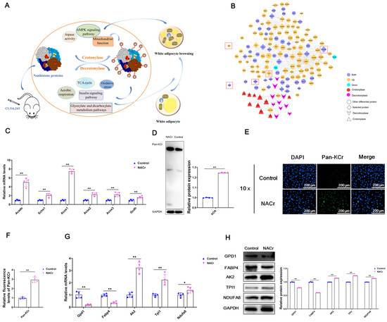 Non-Histone Lysine Crotonylation Is Involved in the Regulation of White ...