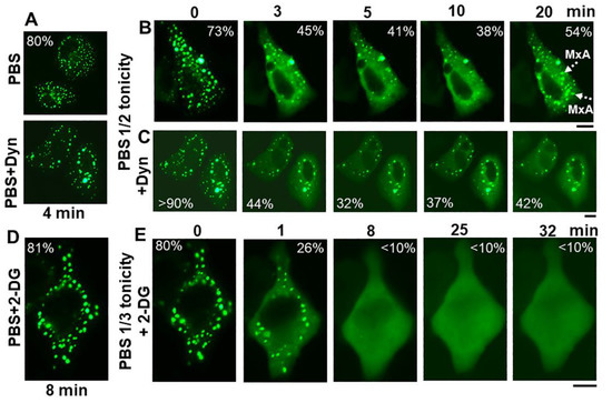 Rapid Reversible Osmoregulation of Cytoplasmic Biomolecular Condensates ...