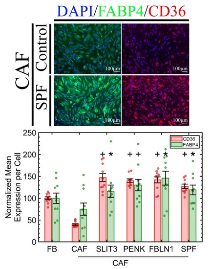 CD36+ Fibroblasts Secrete Protein Ligands That Growth-Suppress Triple ...