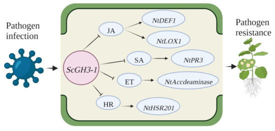 Genome-Wide Identification of Auxin-Responsive GH3 Gene Family in ...