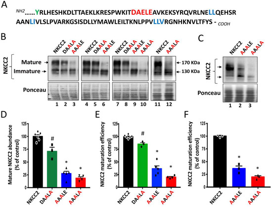 Diacidic Motifs in the Carboxyl Terminus Are Required for ER Exit and ...