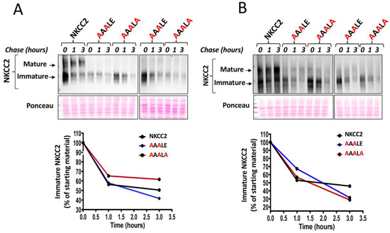 Diacidic Motifs in the Carboxyl Terminus Are Required for ER Exit and ...