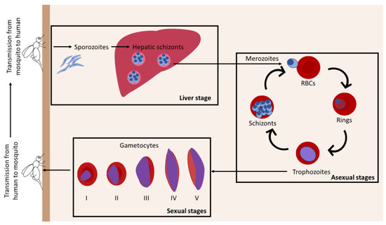 Erythropoiesis and Malaria, a Multifaceted Interplay