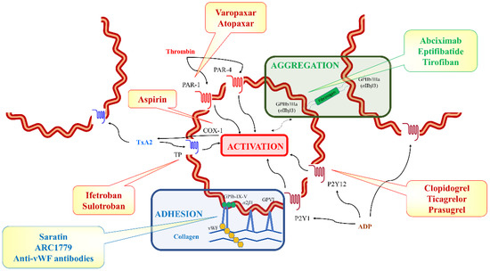 Platelets and Their Role in Hemostasis and Thrombosis—From Physiology ...