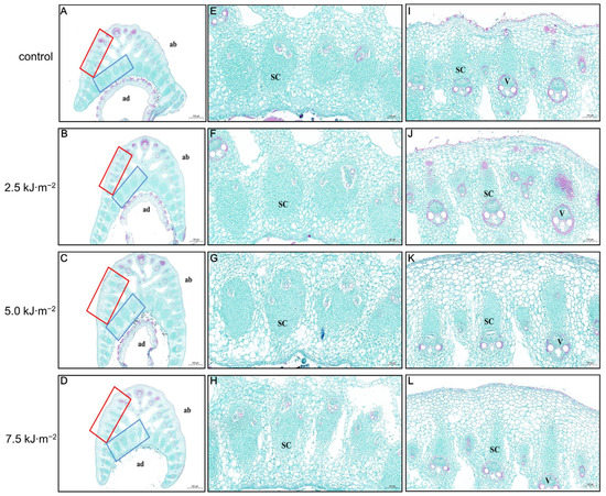 Effects and Mechanism of Enhanced UV-B Radiation on the Flag Leaf Angle ...