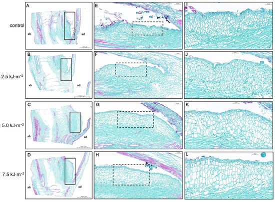 Effects and Mechanism of Enhanced UV-B Radiation on the Flag Leaf Angle ...