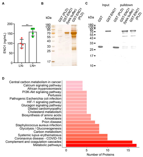 ENO1 Binds to ApoC3 and Impairs the Proliferation of T Cells via IL-8 ...