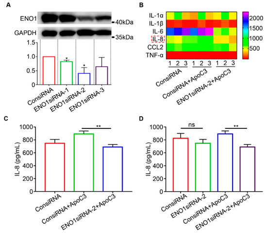 ENO1 Binds to ApoC3 and Impairs the Proliferation of T Cells via IL-8 ...