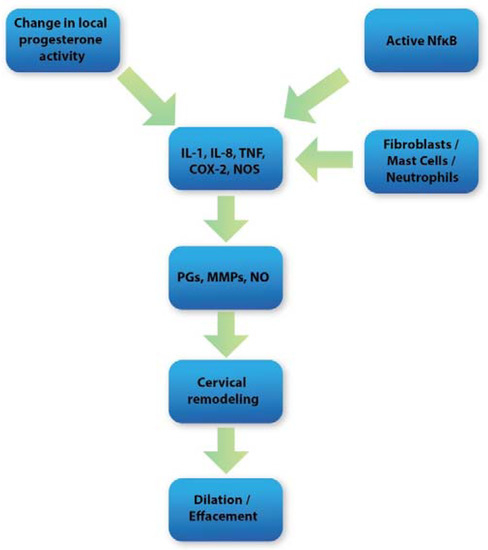 Impact of Oxidative Stress on Molecular Mechanisms of Cervical Ripening ...