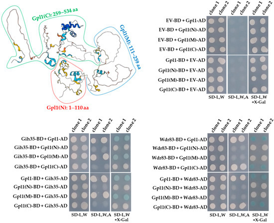 Defining the Functional Interactome of Spliceosome-Associated G-Patch Protein Gpl1 in the ...