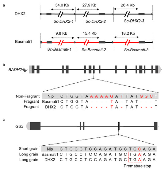 Introgression of a Complex Genomic Structural Variation Causes Hybrid Male Sterility in GJ Rice ...