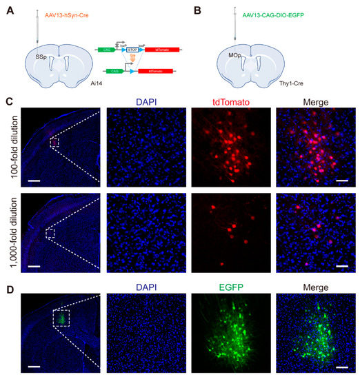 AAV13 Enables Precise Targeting of Local Neural Populations