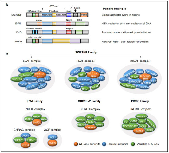 Targeting Chromatin-Remodeling Factors in Cancer Cells: Promising ...