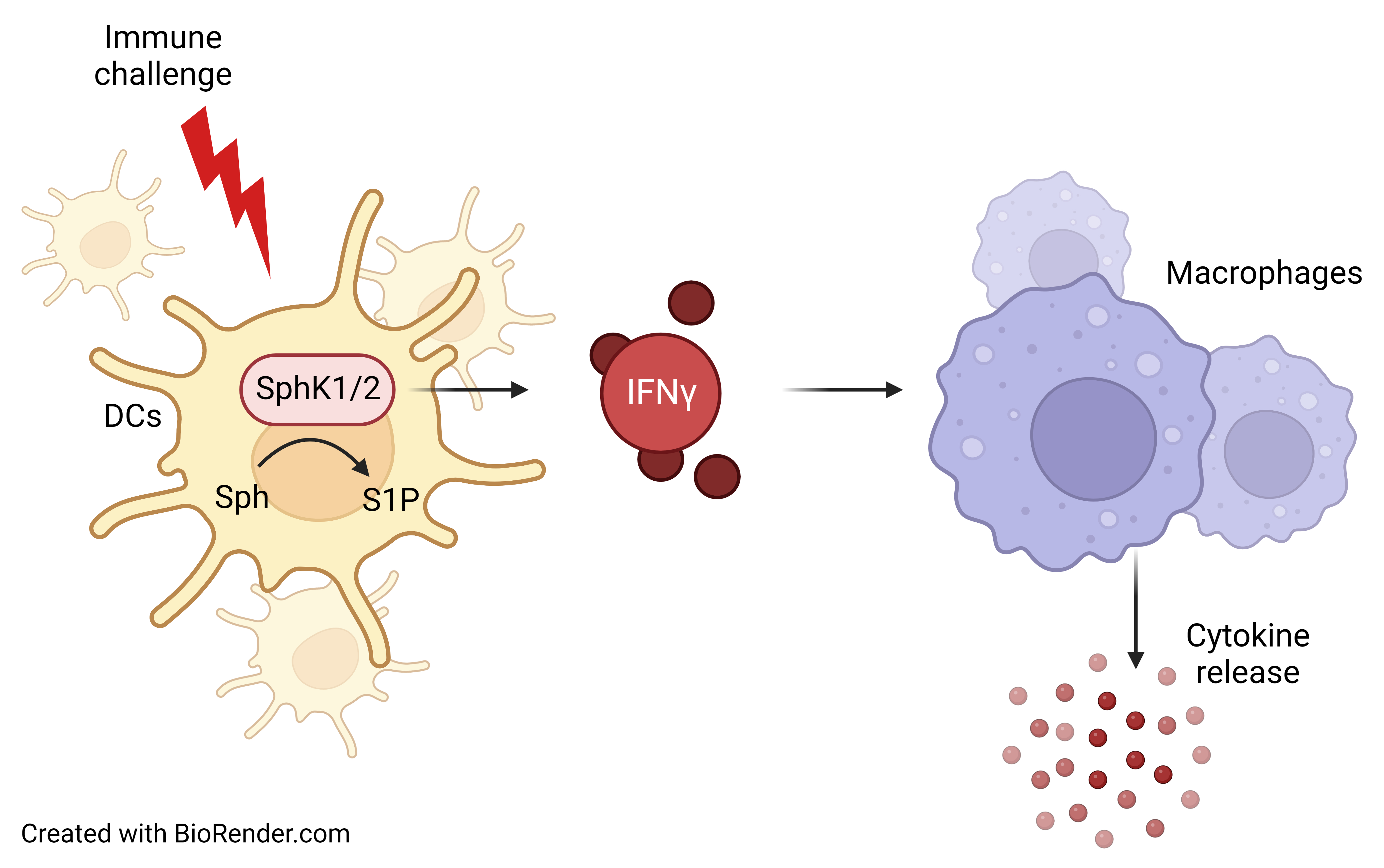 IJMS | Free Full-Text | The Impact of Sphingosine Kinases on Inflammation-Induced Cytokine ...