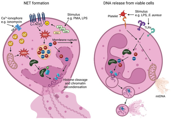 Neutrophils’ Extracellular Trap Mechanisms: From Physiology to Pathology