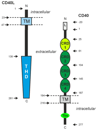 FcγRs and Their Relevance for the Activity of Anti-CD40 Antibodies
