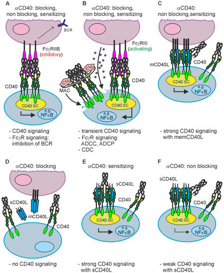 FcγRs and Their Relevance for the Activity of Anti-CD40 Antibodies