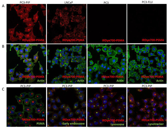 A Novel PSMA-Targeted Probe for NIRF-Guided Surgery and Photodynamic ...