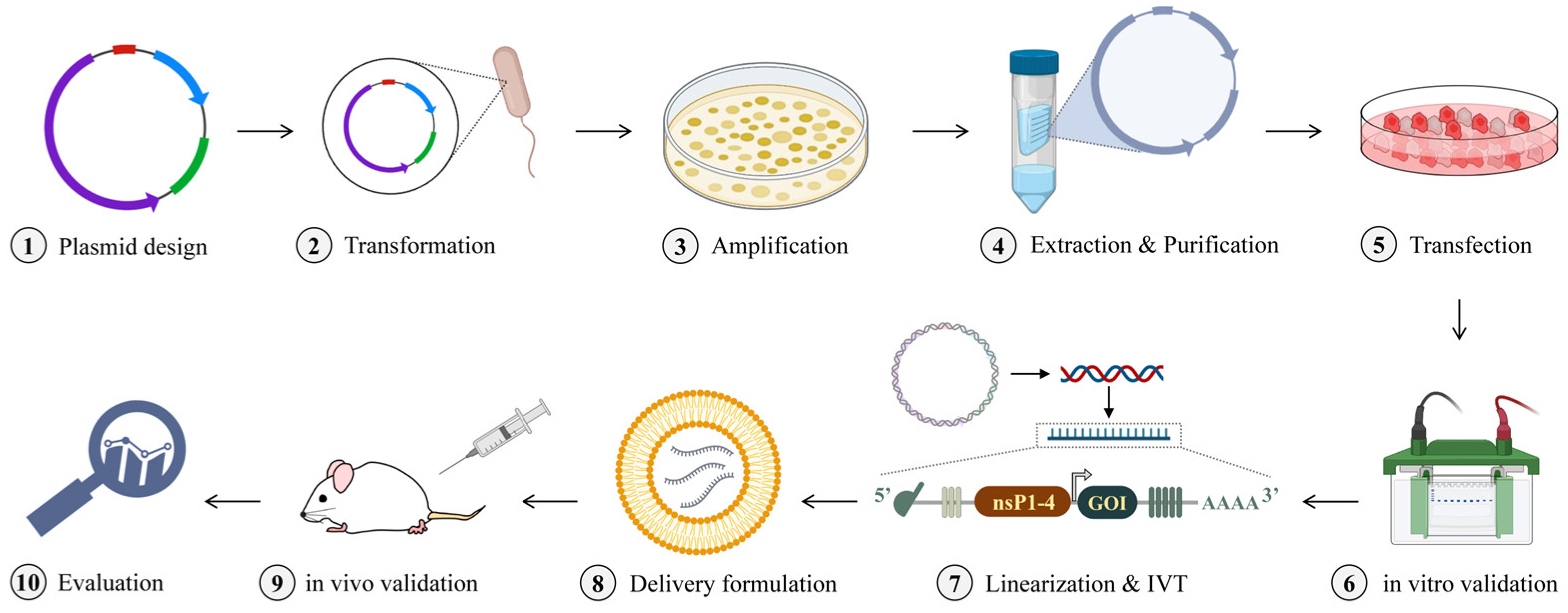 IJMS | Free Full-Text | Self-Amplifying RNA Approach for Protein Replacement Therapy