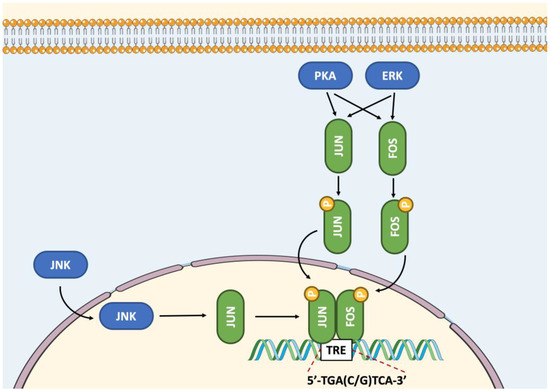 Basic Leucine Zipper Transcription Factors as Important Regulators of ...