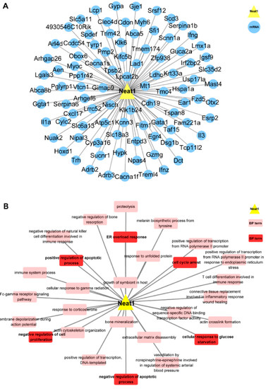 IJMS | Free Full-Text | Melatonin Attenuates H2O2-Induced Oxidative ...