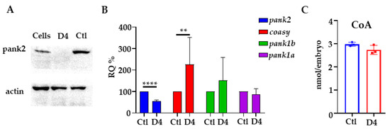 Bi-Allelic Mutations in Zebrafish pank2 Gene Lead to Testicular Atrophy ...