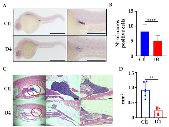 Bi-Allelic Mutations in Zebrafish pank2 Gene Lead to Testicular Atrophy ...