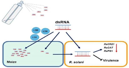 IJMS | Free Full-Text | Nanosheet-Facilitated Spray Delivery of dsRNAs ...