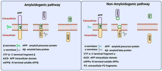 Ijms Free Full Text Amyloid Beta In Aging And Alzheimers Disease