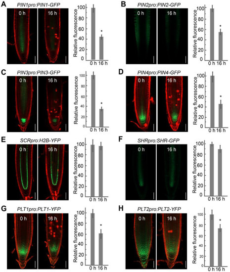 Fumonisin B1 as a Tool to Explore Sphingolipid Roles in Arabidopsis ...