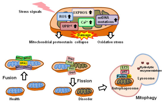 Mitochondrial Dysfunction as an Underlying Cause of Skeletal Muscle ...