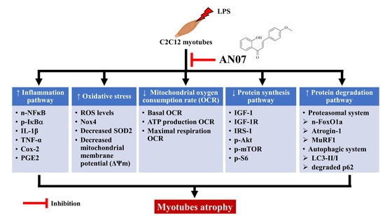Ijms Free Full Text Protective Effects Of The Chalcone Based