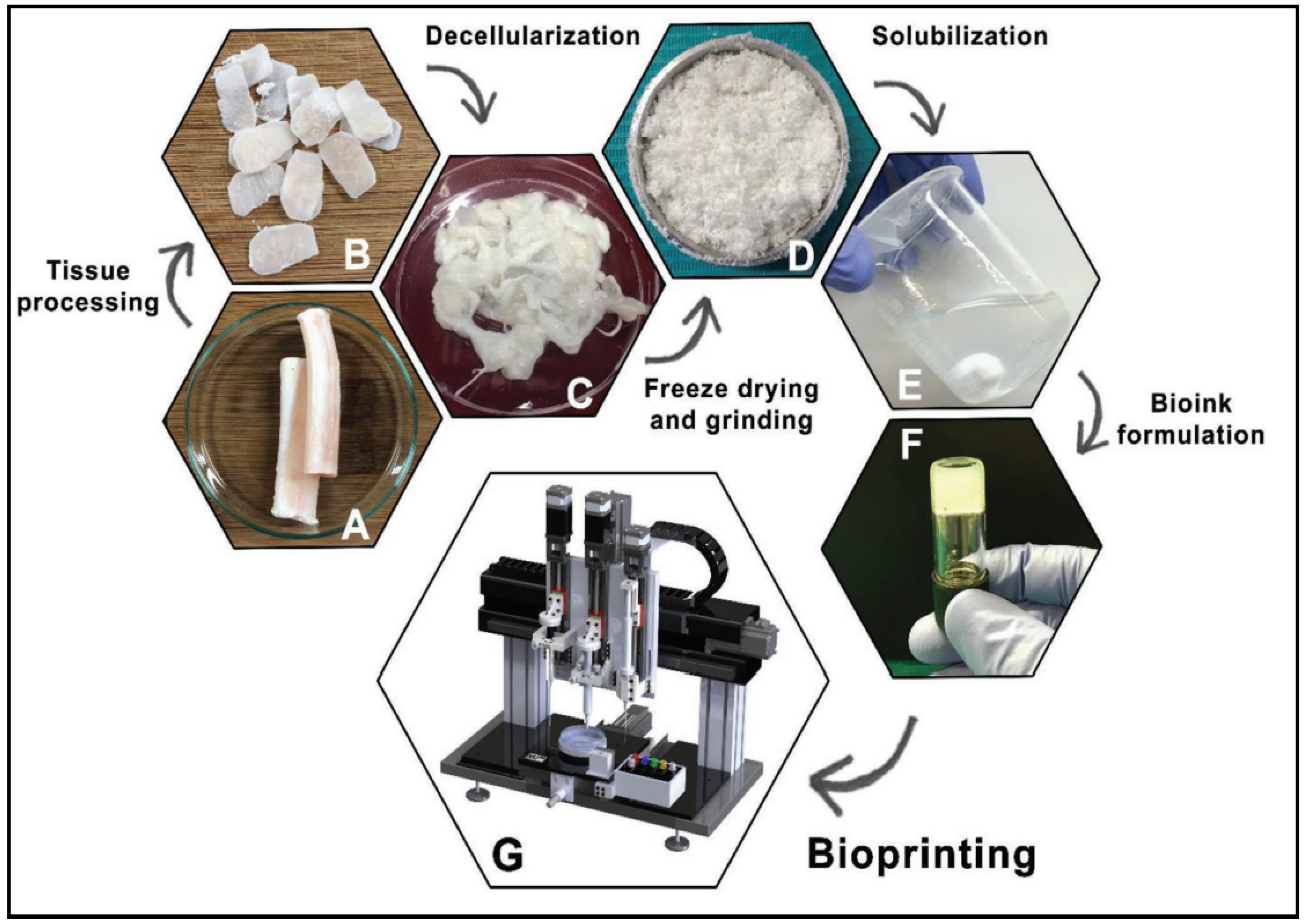 Decellularized Extracellular Matrix-Based Bioinks for Tendon Regeneration in Three-Dimensional ...