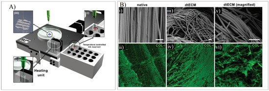 Decellularized Extracellular Matrix-Based Bioinks for Tendon Regeneration in Three-Dimensional ...