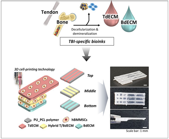 Decellularized Extracellular Matrix-Based Bioinks for Tendon Regeneration in Three-Dimensional ...