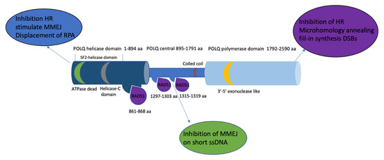 Contribution of Microhomology to Genome Instability: Connection between ...