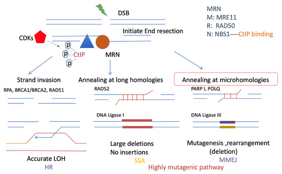 Contribution of Microhomology to Genome Instability: Connection between ...