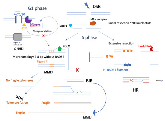 Contribution of Microhomology to Genome Instability: Connection between ...